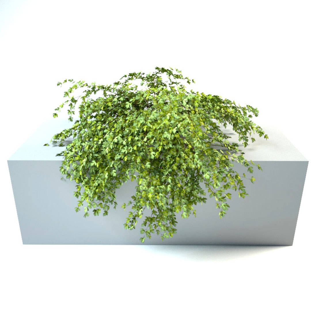 3D Model Lace Shrub Stephanandra Incisa - TurboSquid 1459065