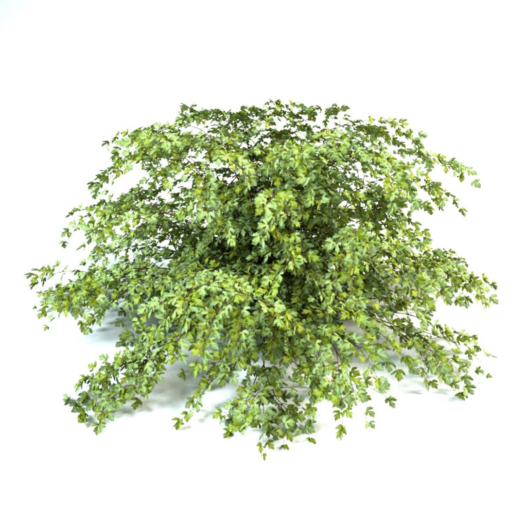 3D Model Lace Shrub Stephanandra Incisa - TurboSquid 1459065