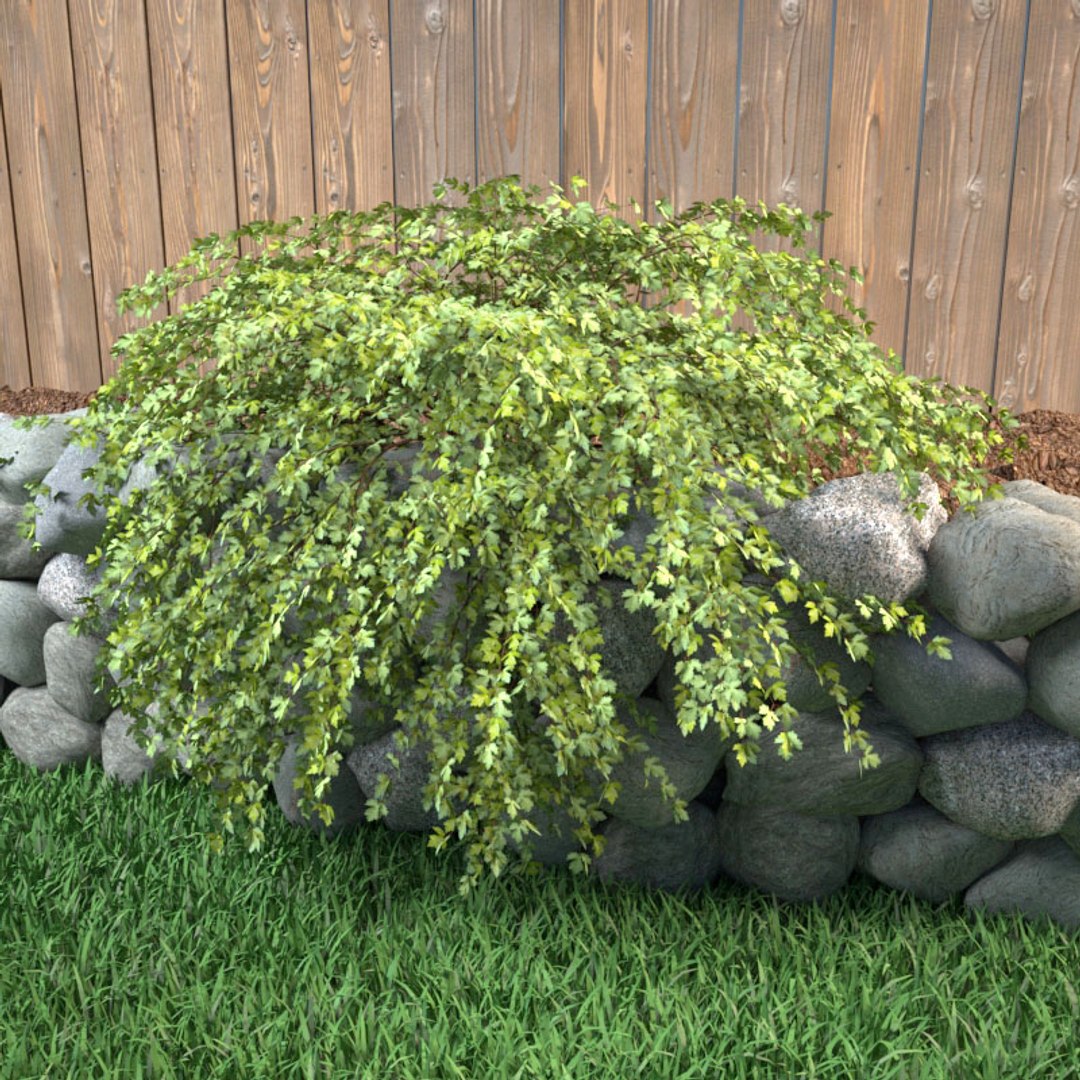 3D Model Lace Shrub Stephanandra Incisa - TurboSquid 1459065