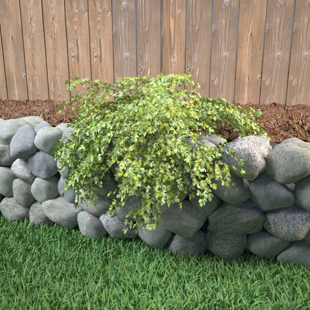 3D Model Lace Shrub Stephanandra Incisa - TurboSquid 1459065