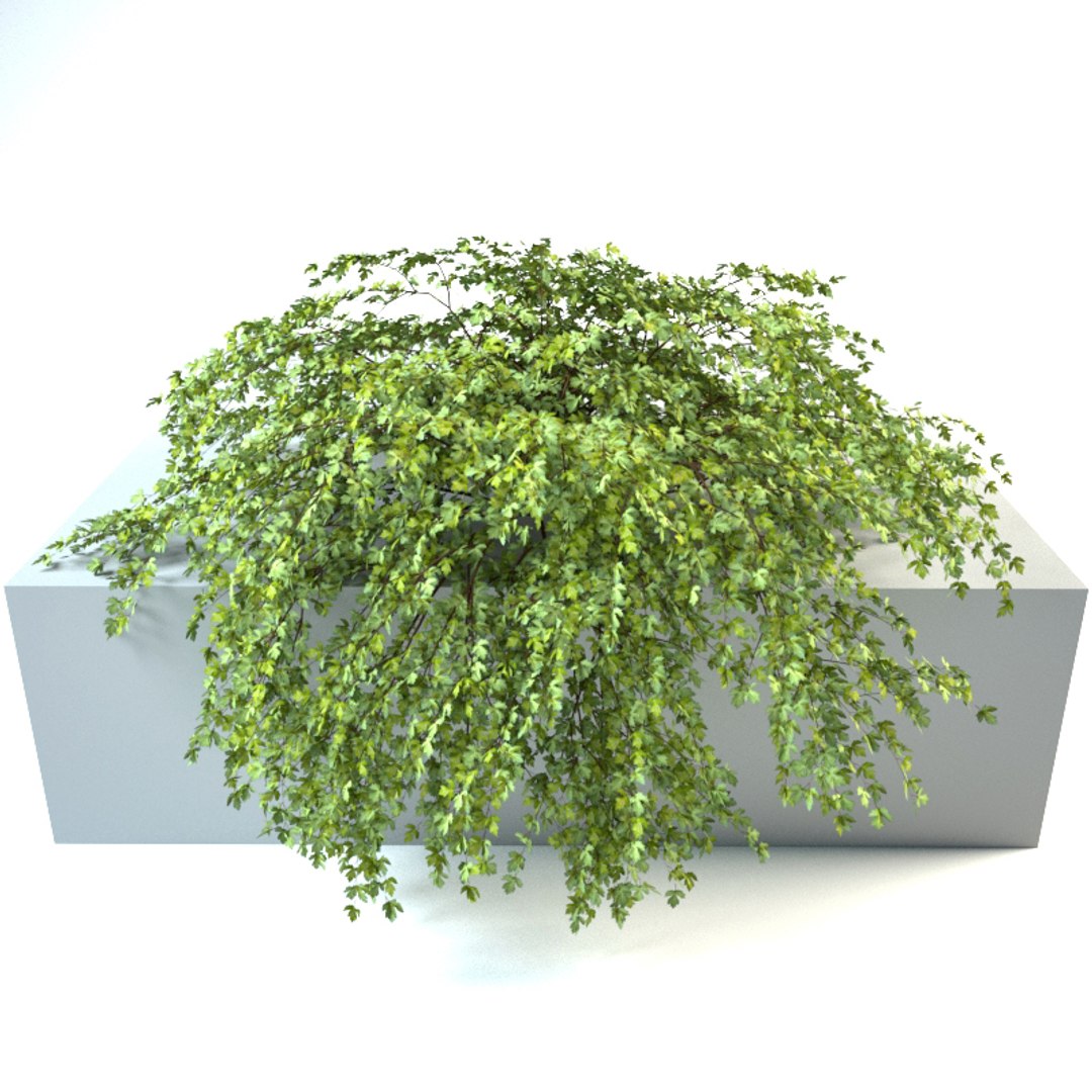 3D Model Lace Shrub Stephanandra Incisa - TurboSquid 1459065