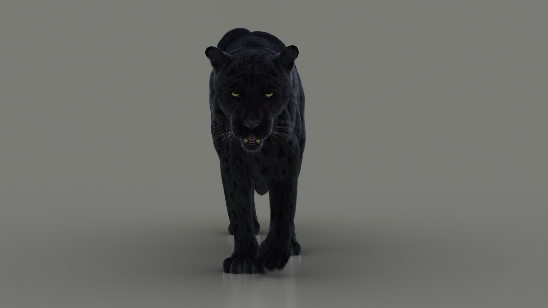 3D Model Black Rigged Fur - TurboSquid 1491011