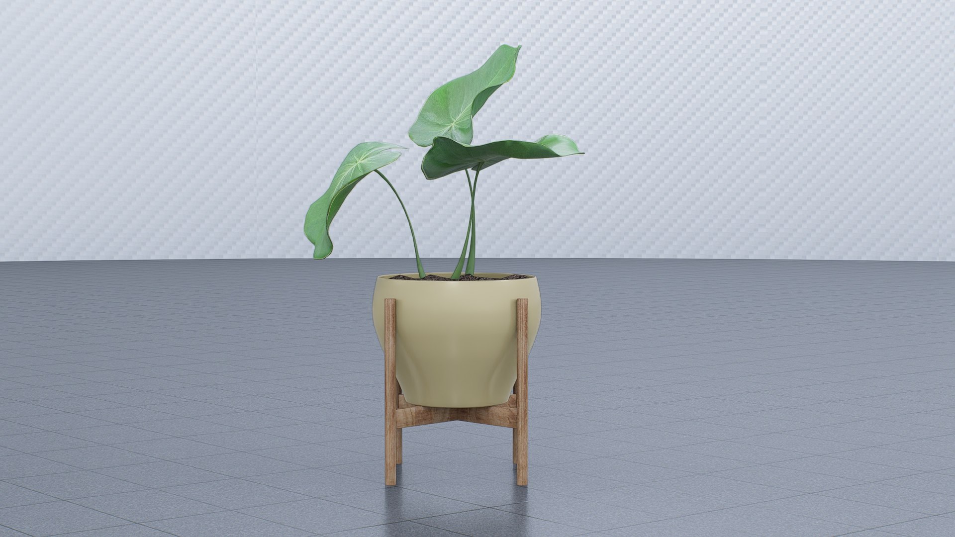 3D Model Elephant Ear Plant - TurboSquid 2502463