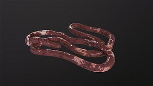 Digestive System 3D Models for Download | TurboSquid