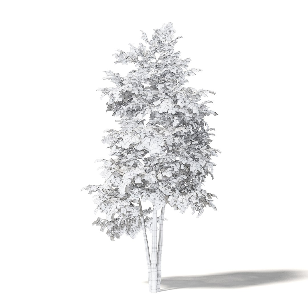 Silver Birch 3 6m 3D Model - TurboSquid 1398671