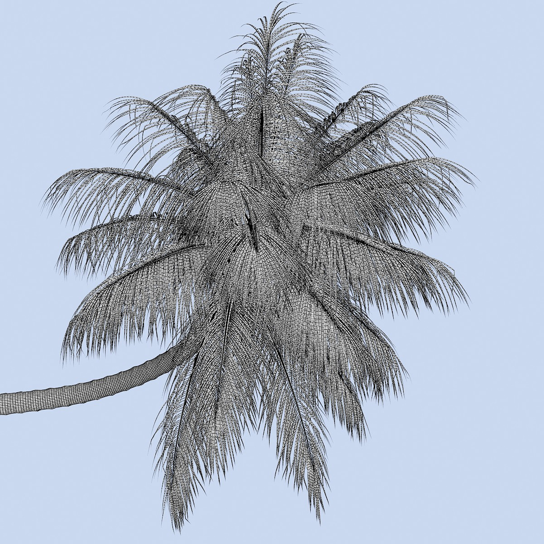 coconut palm trees 3d obj