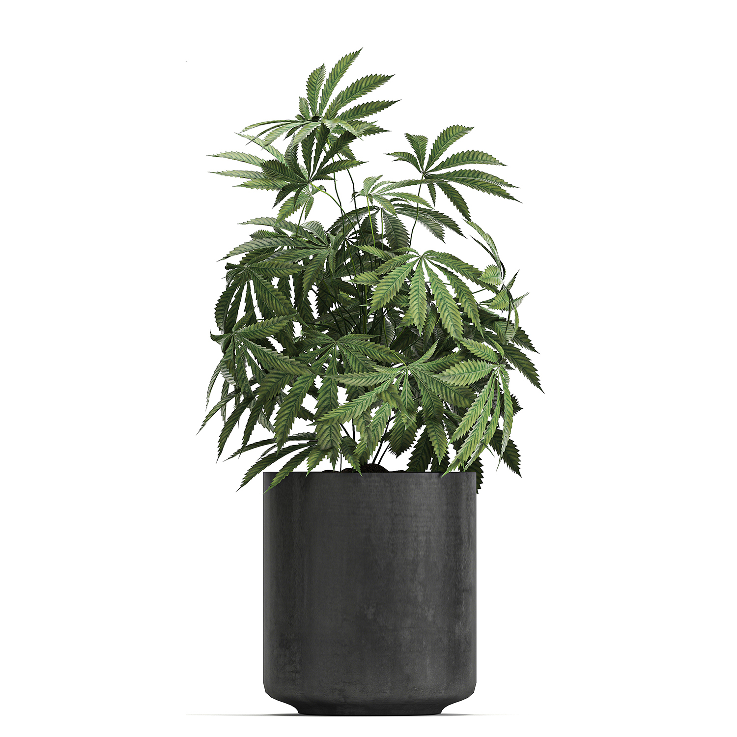 Plant flowerpots cannabis 3D model - TurboSquid 1654611