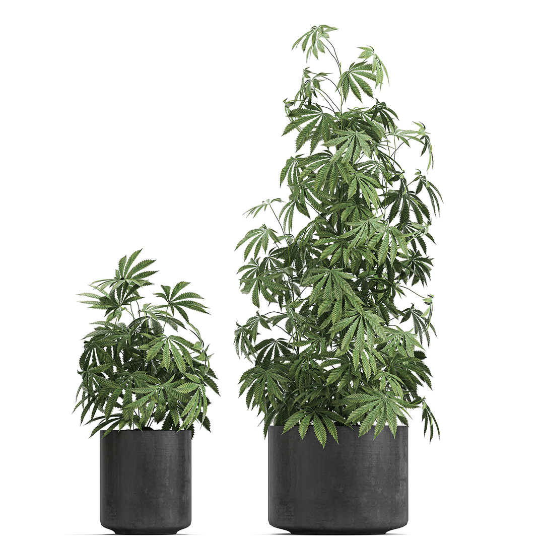 Plant flowerpots cannabis 3D model - TurboSquid 1654611
