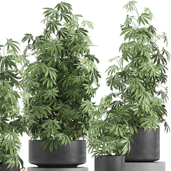 Plant flowerpots cannabis 3D model - TurboSquid 1654611