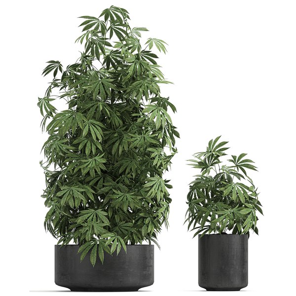 Plant flowerpots cannabis 3D model - TurboSquid 1654611