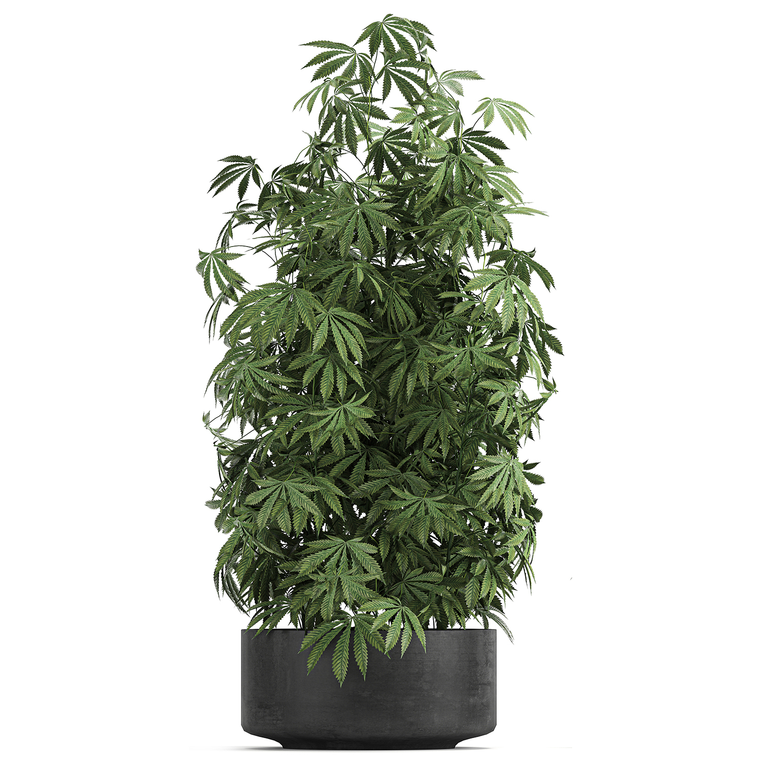 Plant flowerpots cannabis 3D model - TurboSquid 1654611