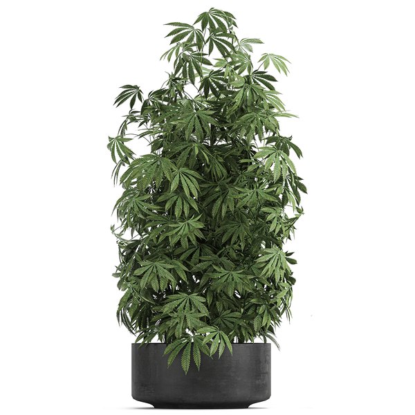 Plant flowerpots cannabis 3D model - TurboSquid 1654611