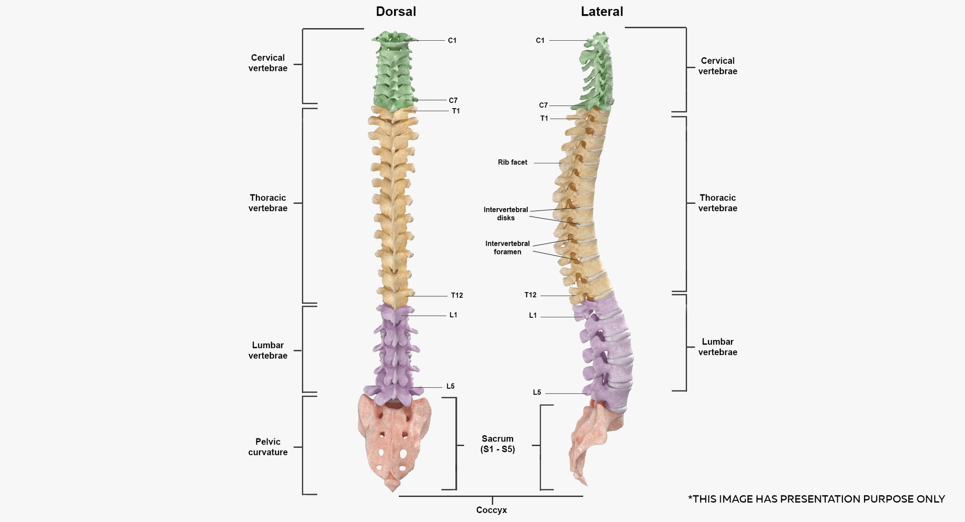 Human Spine Bones Collection 03 - 2 models 3D model - TurboSquid 1912189