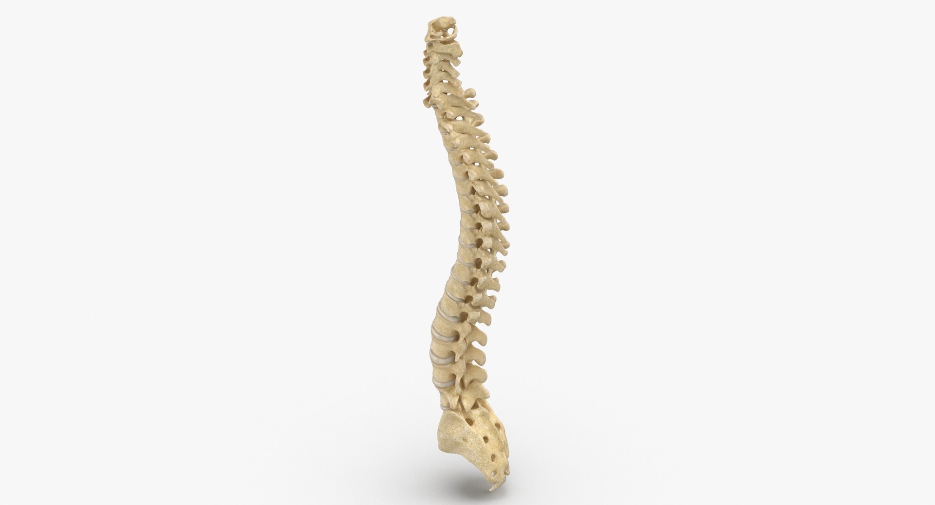 Human Spine Bones Collection 03 - 2 models 3D model - TurboSquid 1912189