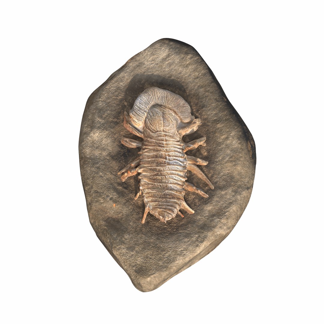 3D Model Ancient Fossil Prehistoric Animal - TurboSquid 2341077