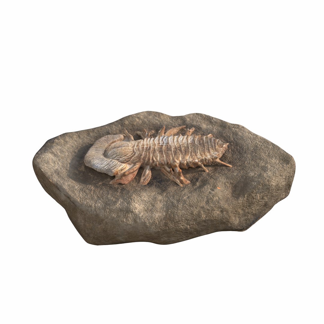3D Model Ancient Fossil Prehistoric Animal - TurboSquid 2341077