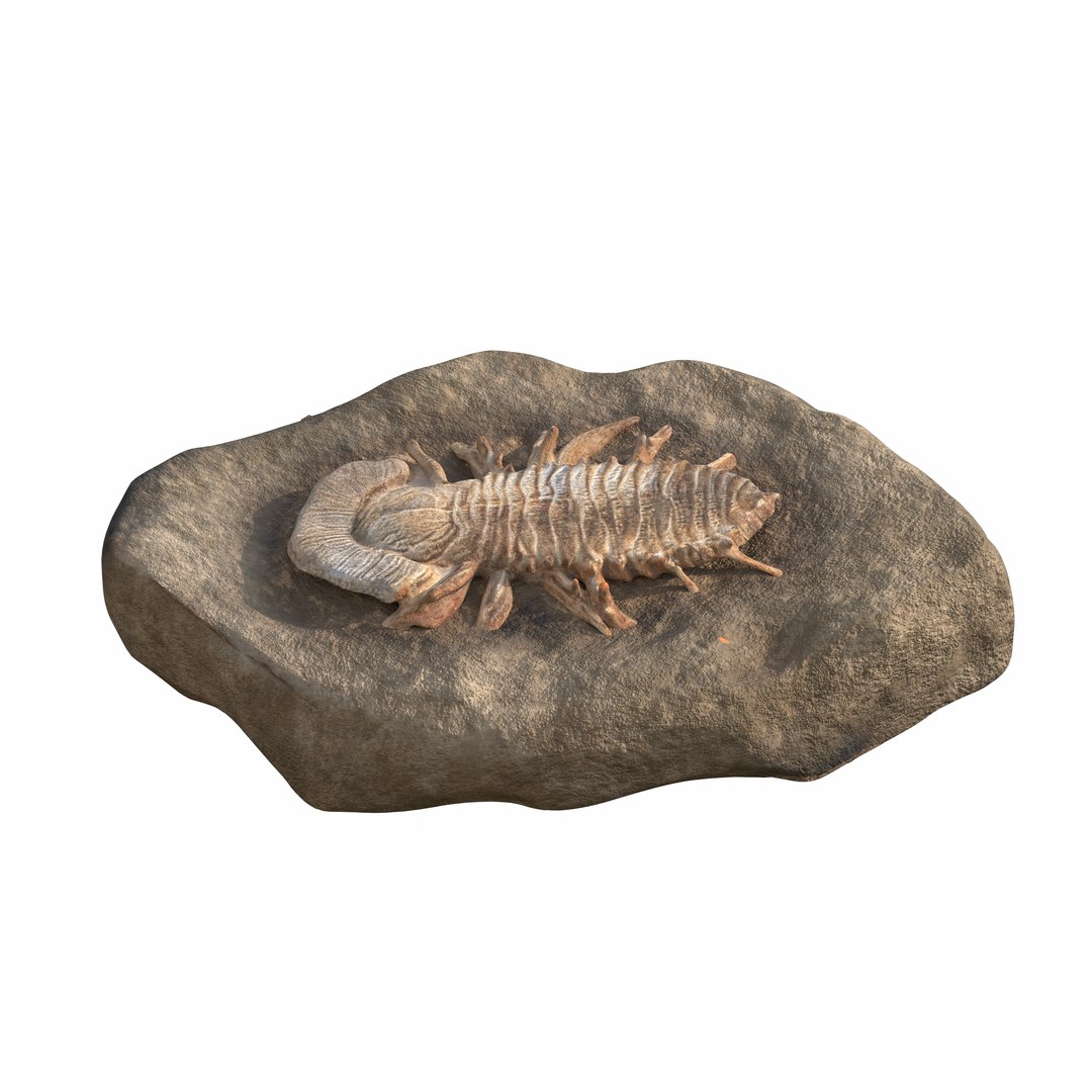 3D Model Ancient Fossil Prehistoric Animal - TurboSquid 2341077