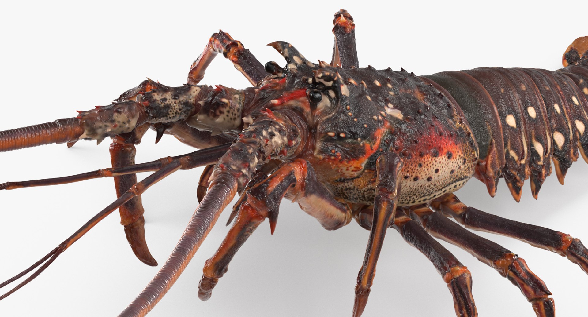 langouste rigged 3d ma