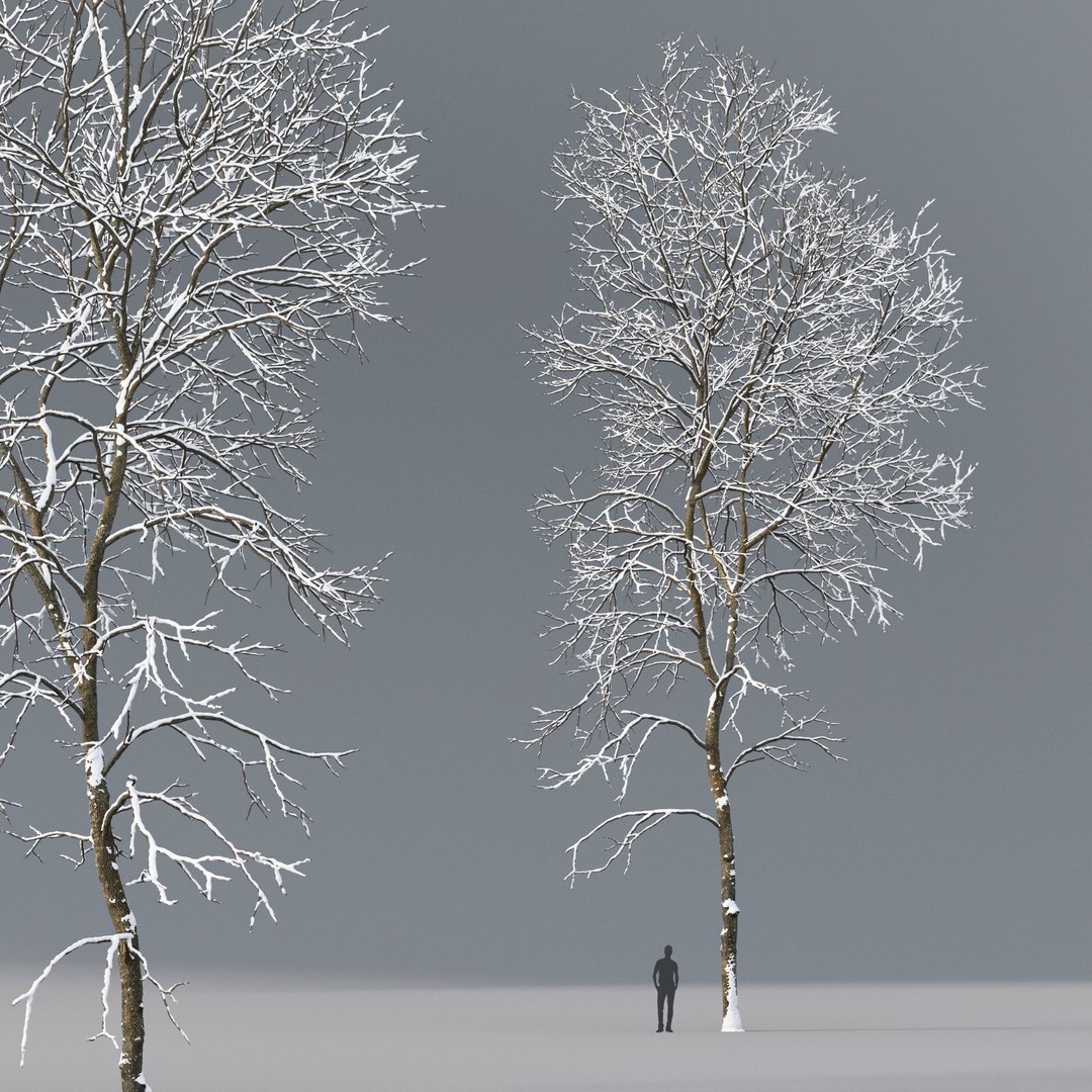 Tree Ash Winter 3D Model - TurboSquid 1688602