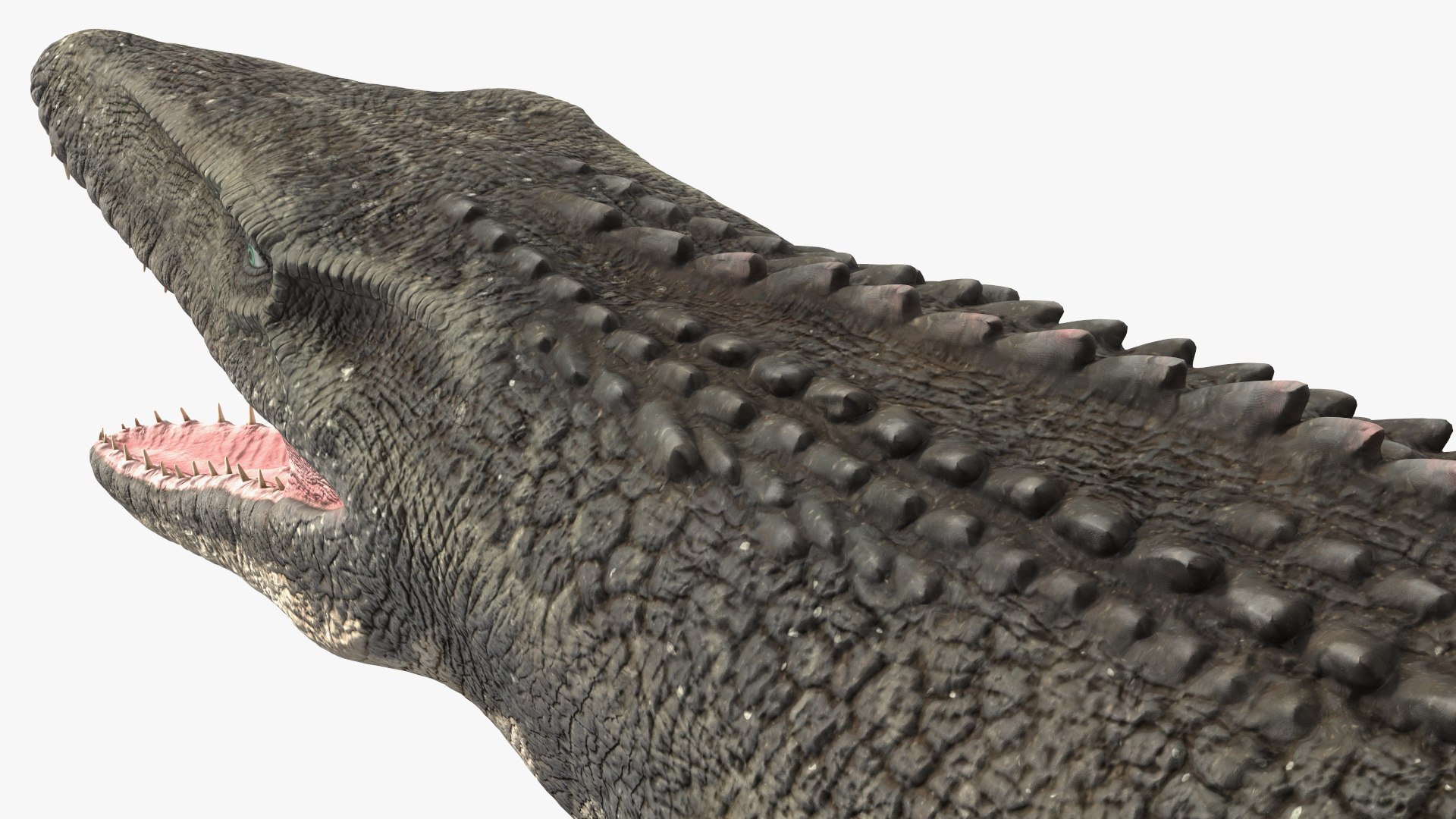 Mosasaurus Rigged For Modo 3D - TurboSquid 1944898