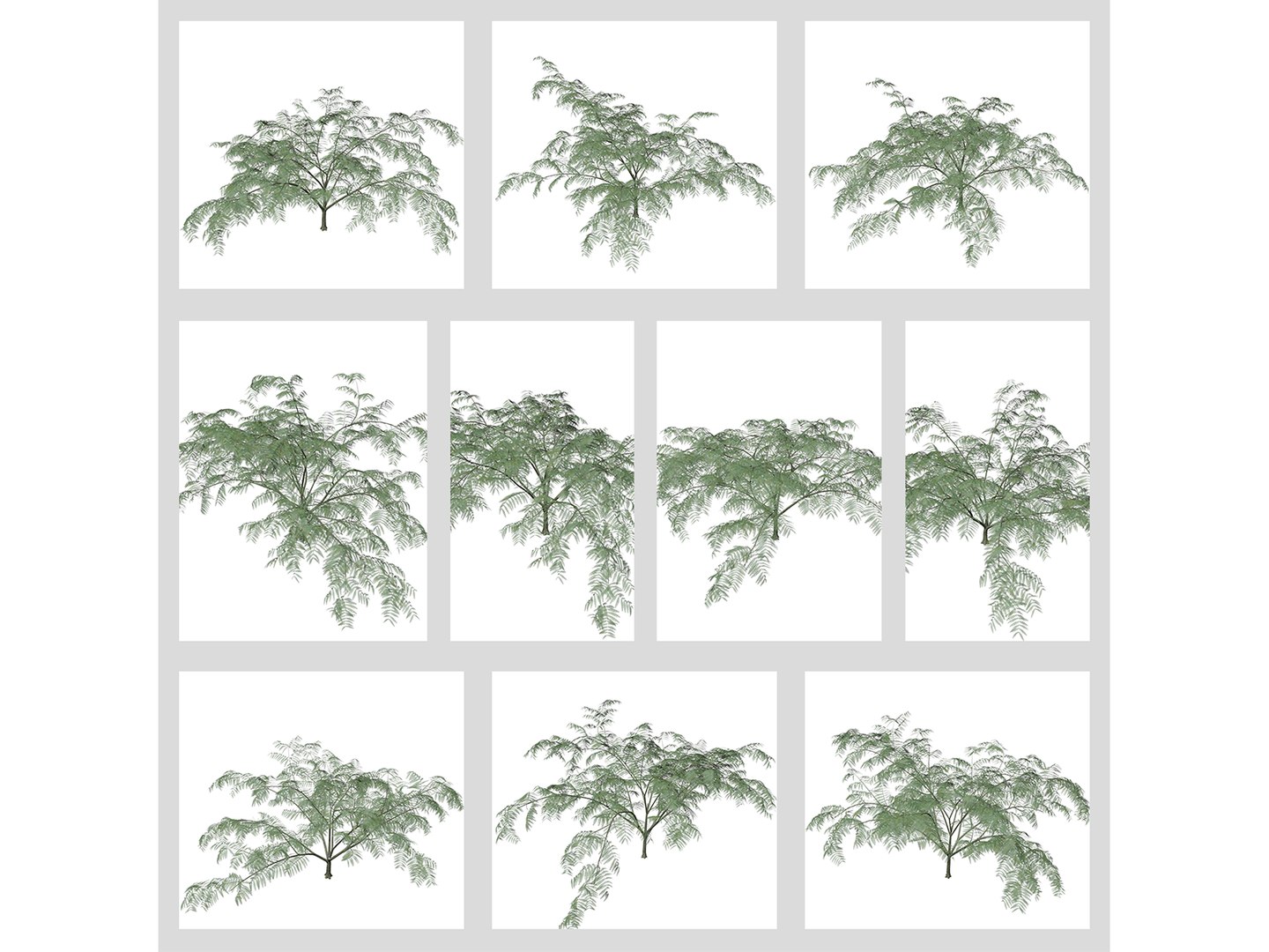 3D Mimosa Tree Collection Model - TurboSquid 2379040