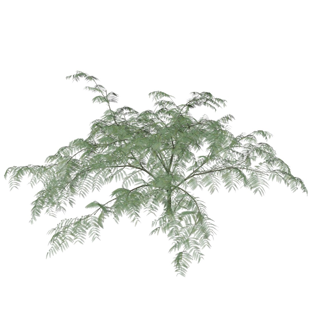 3D Mimosa Tree Collection Model - TurboSquid 2379040