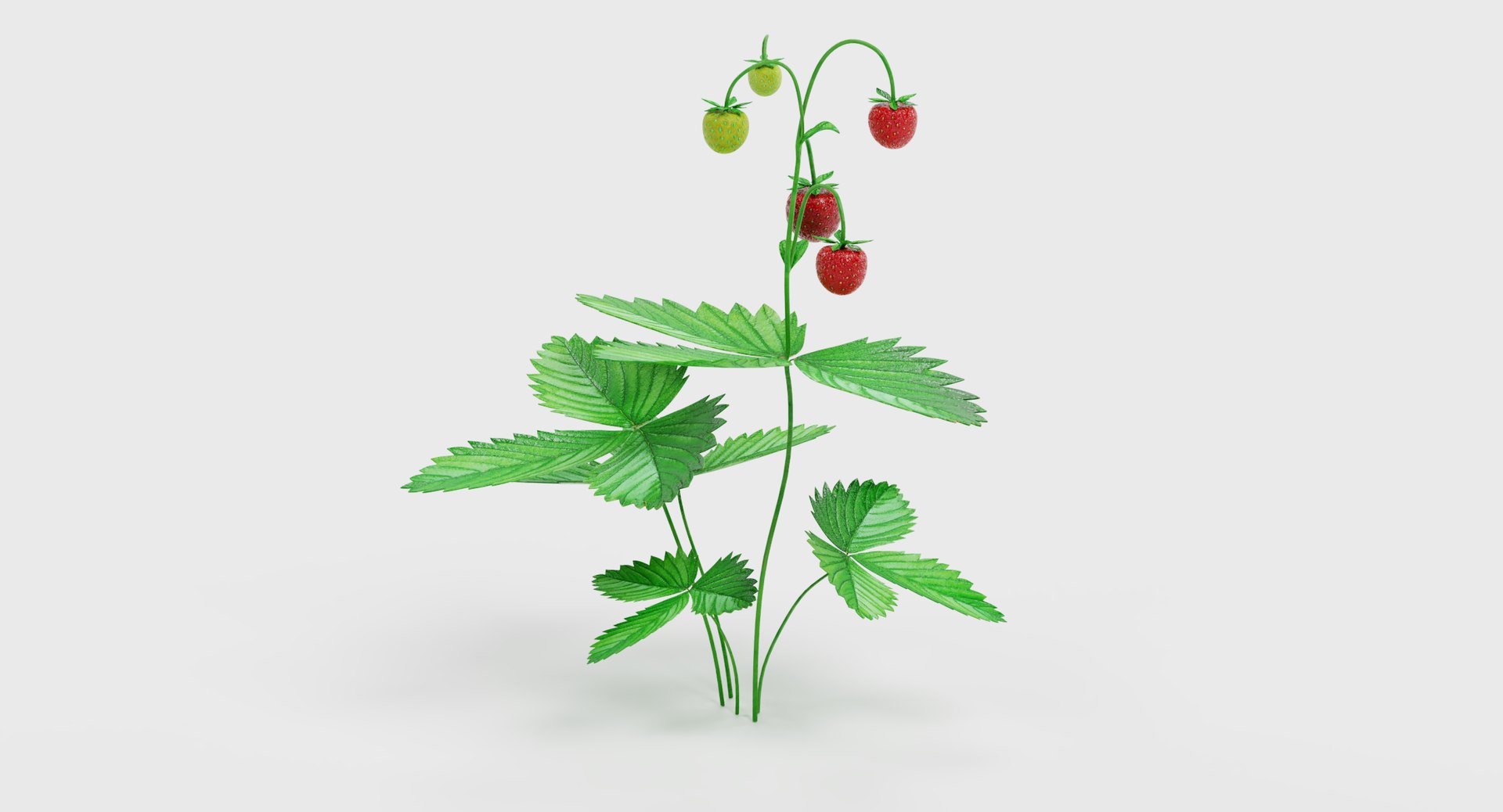 3D Wild Strawberry Plant Model - TurboSquid 1300930