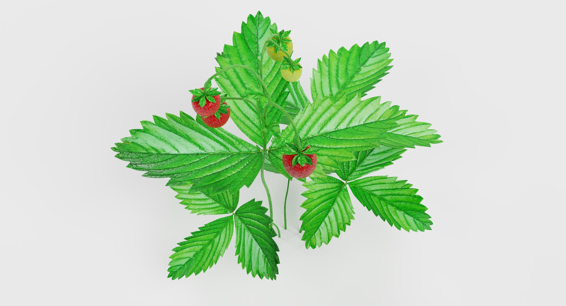 3D Wild Strawberry Plant Model - TurboSquid 1300930