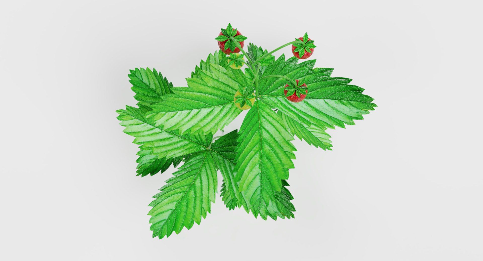 3D Wild Strawberry Plant Model - TurboSquid 1300930