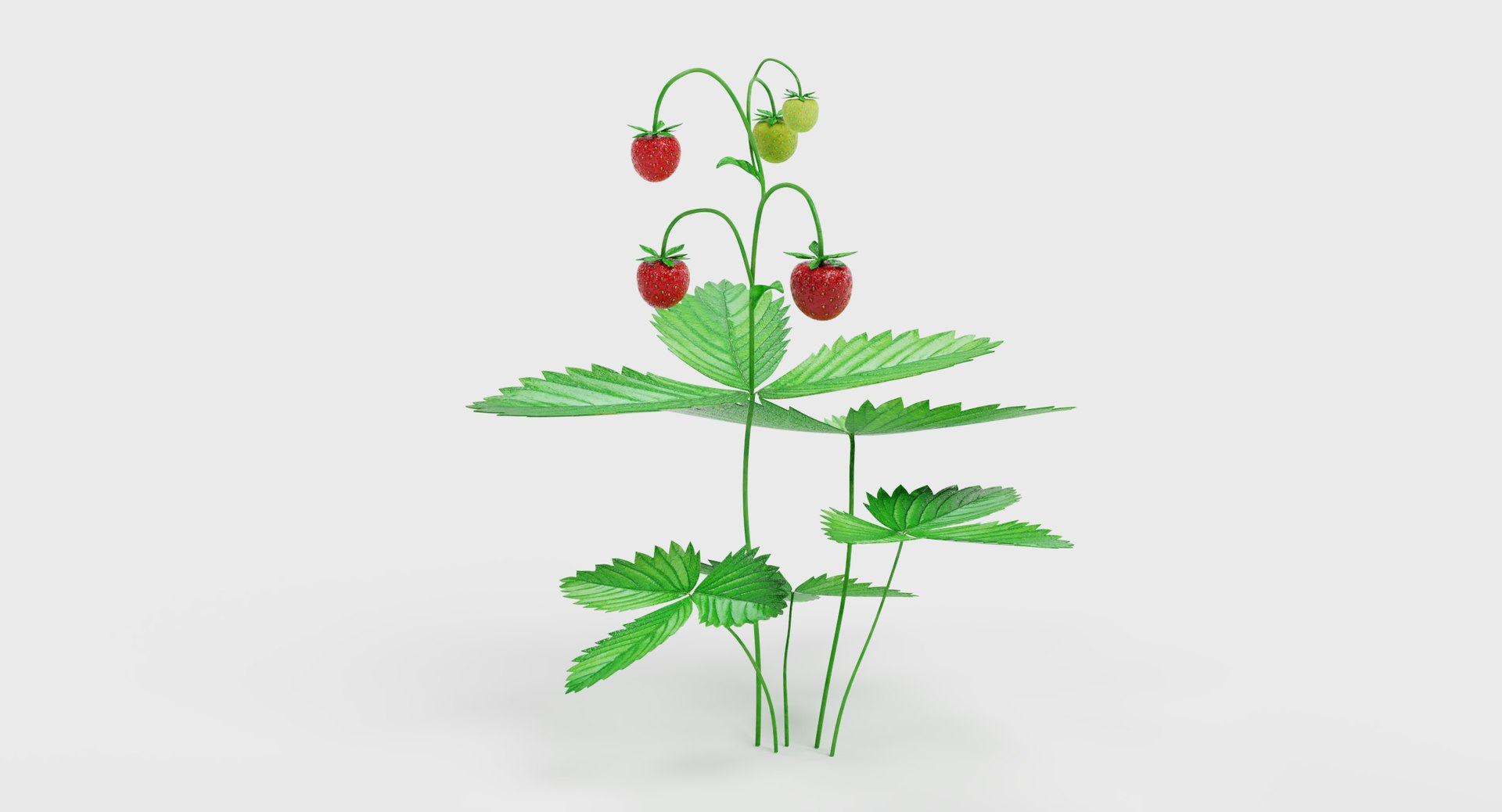 3D Wild Strawberry Plant Model - TurboSquid 1300930
