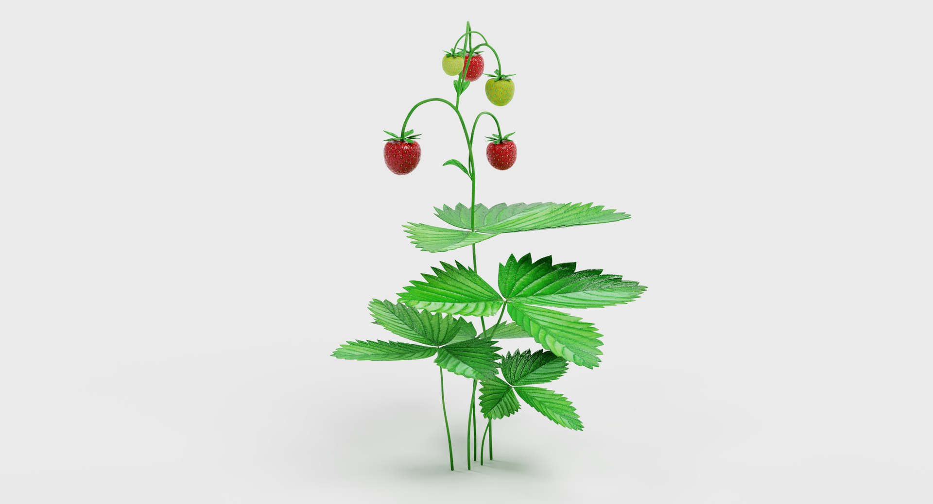 3D Wild Strawberry Plant Model - TurboSquid 1300930