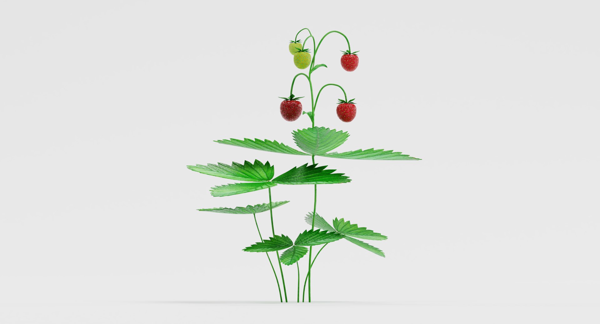 3D Wild Strawberry Plant Model - TurboSquid 1300930