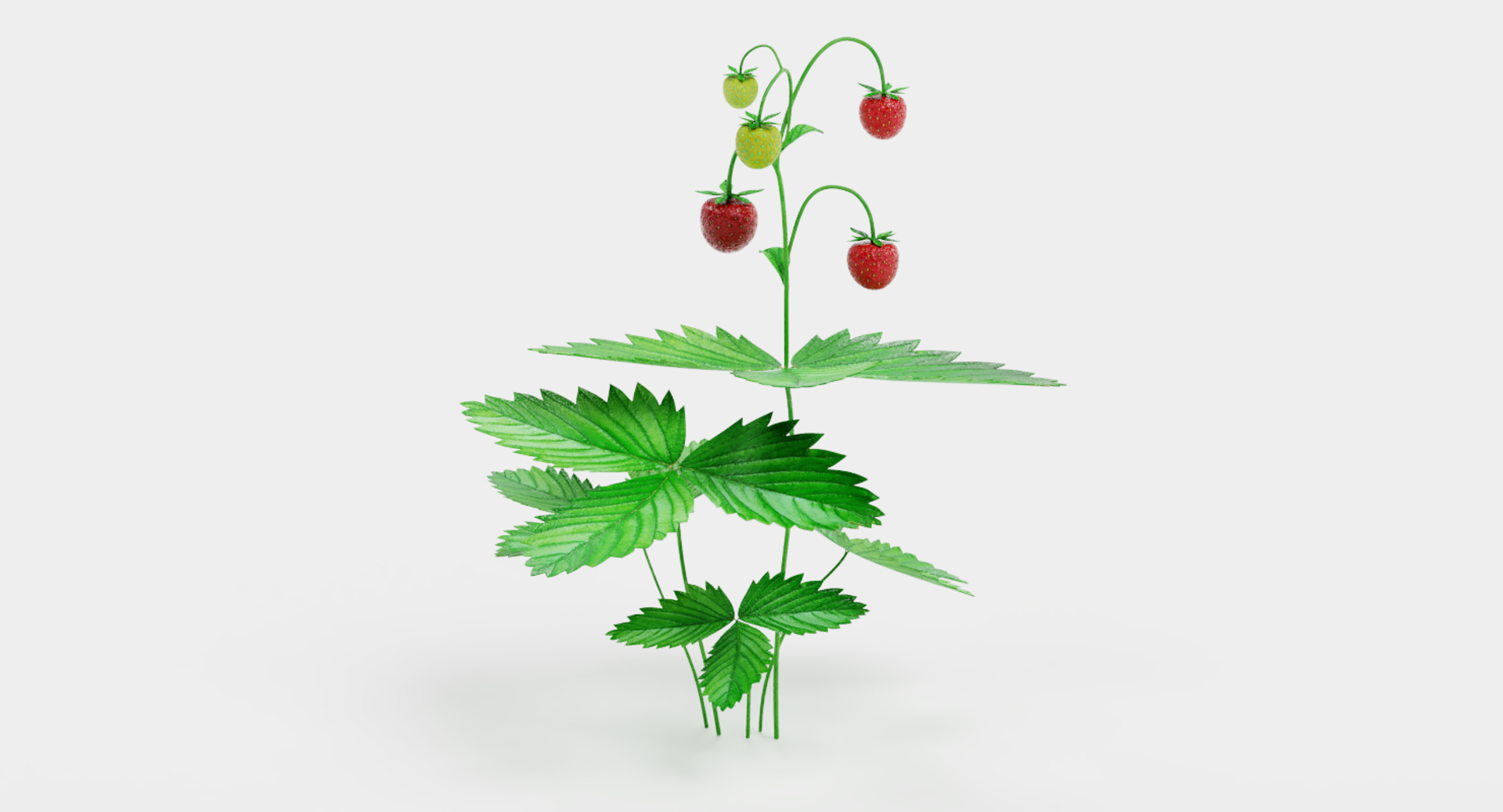 3D Wild Strawberry Plant Model - TurboSquid 1300930