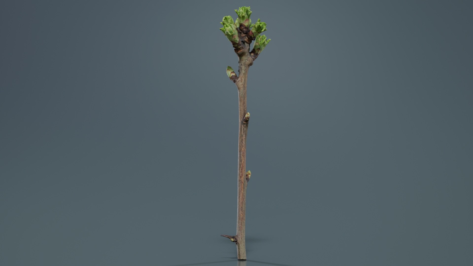 Syringa Vulgaris Common Lilac Oleaceae Sprout Remastered 3D Model ...