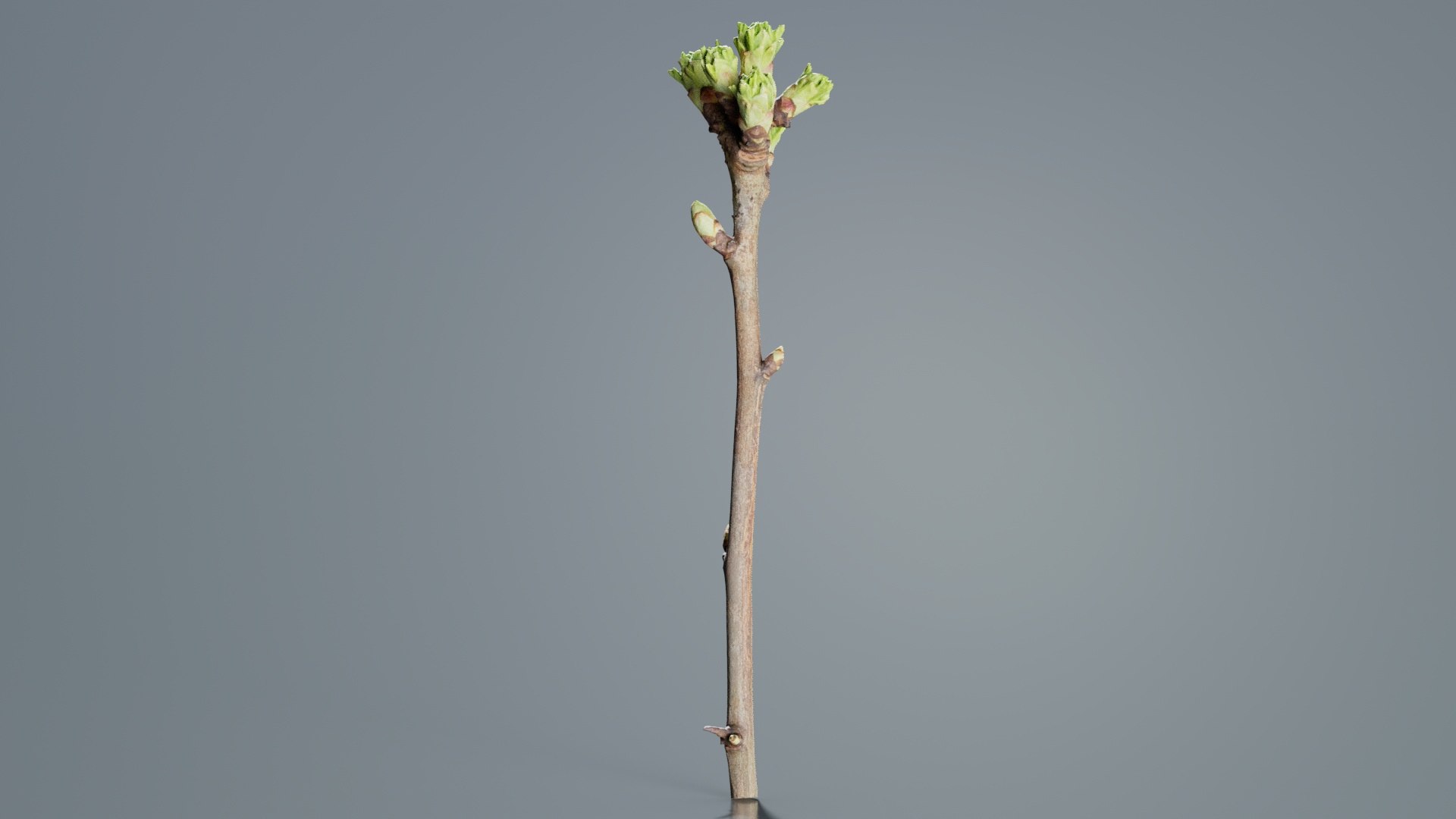 Syringa Vulgaris Common Lilac Oleaceae Sprout Remastered 3D Model ...