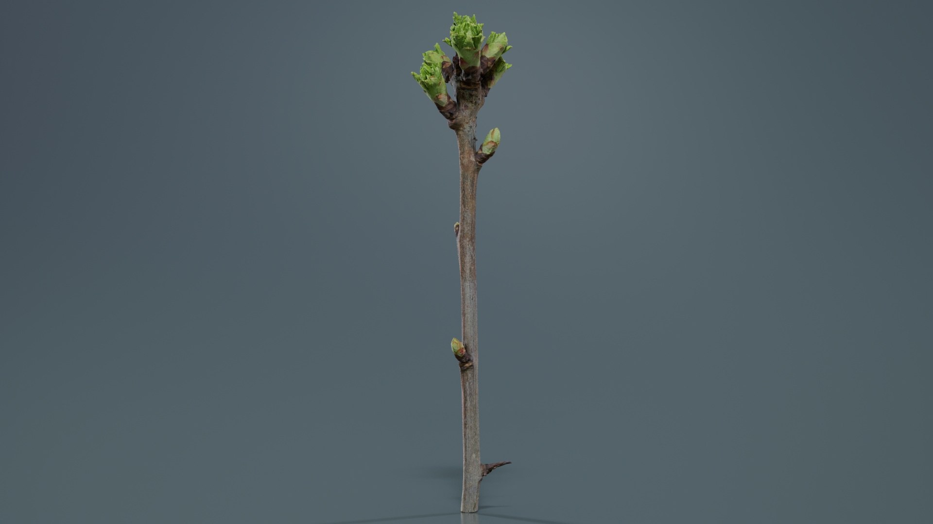 Syringa Vulgaris Common Lilac Oleaceae Sprout Remastered 3D Model ...