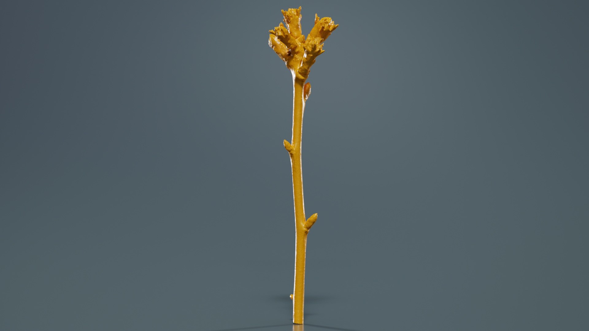 Syringa Vulgaris Common Lilac Oleaceae Sprout Remastered 3D Model ...