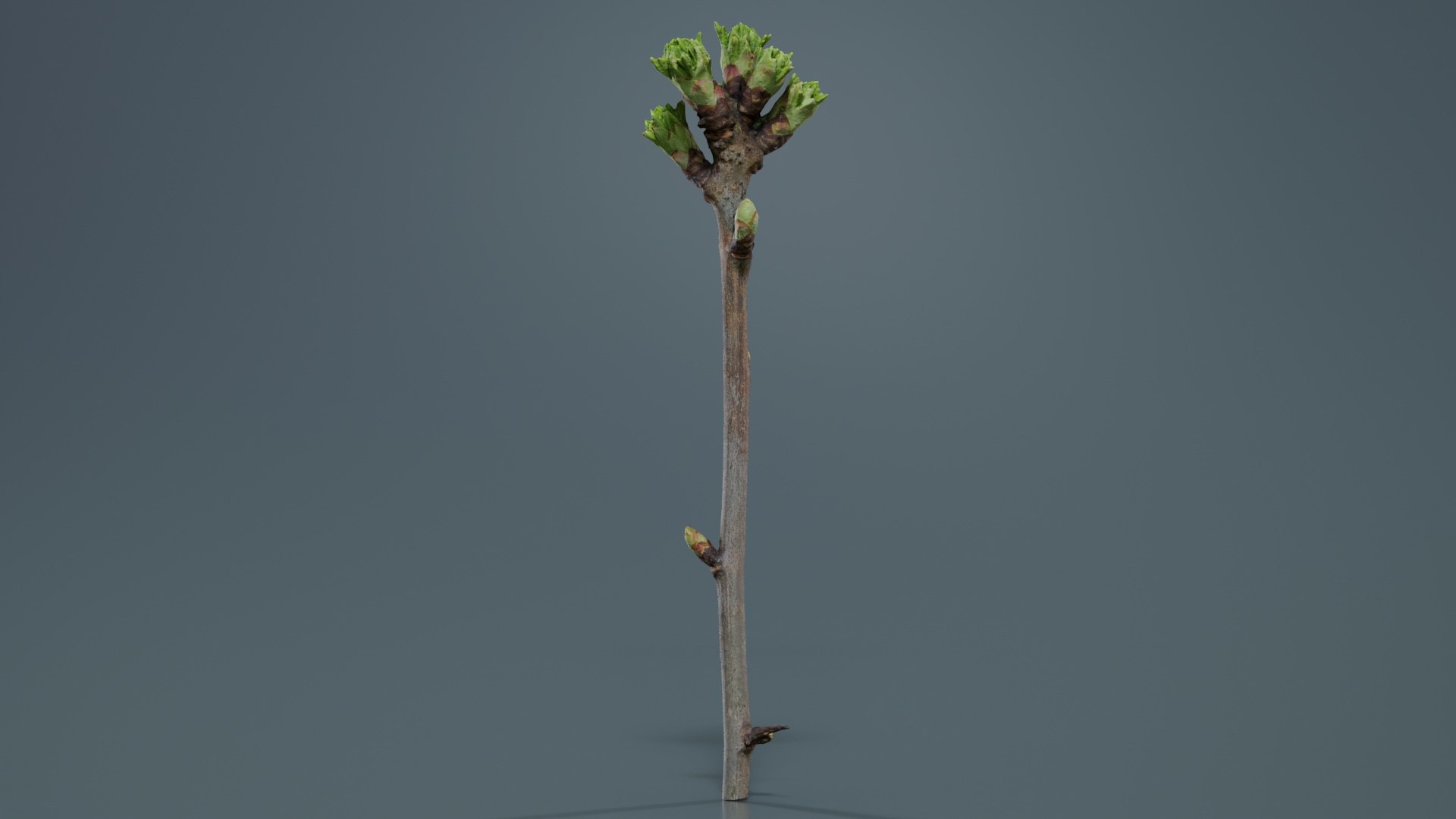 Syringa Vulgaris Common Lilac Oleaceae Sprout Remastered 3D Model ...