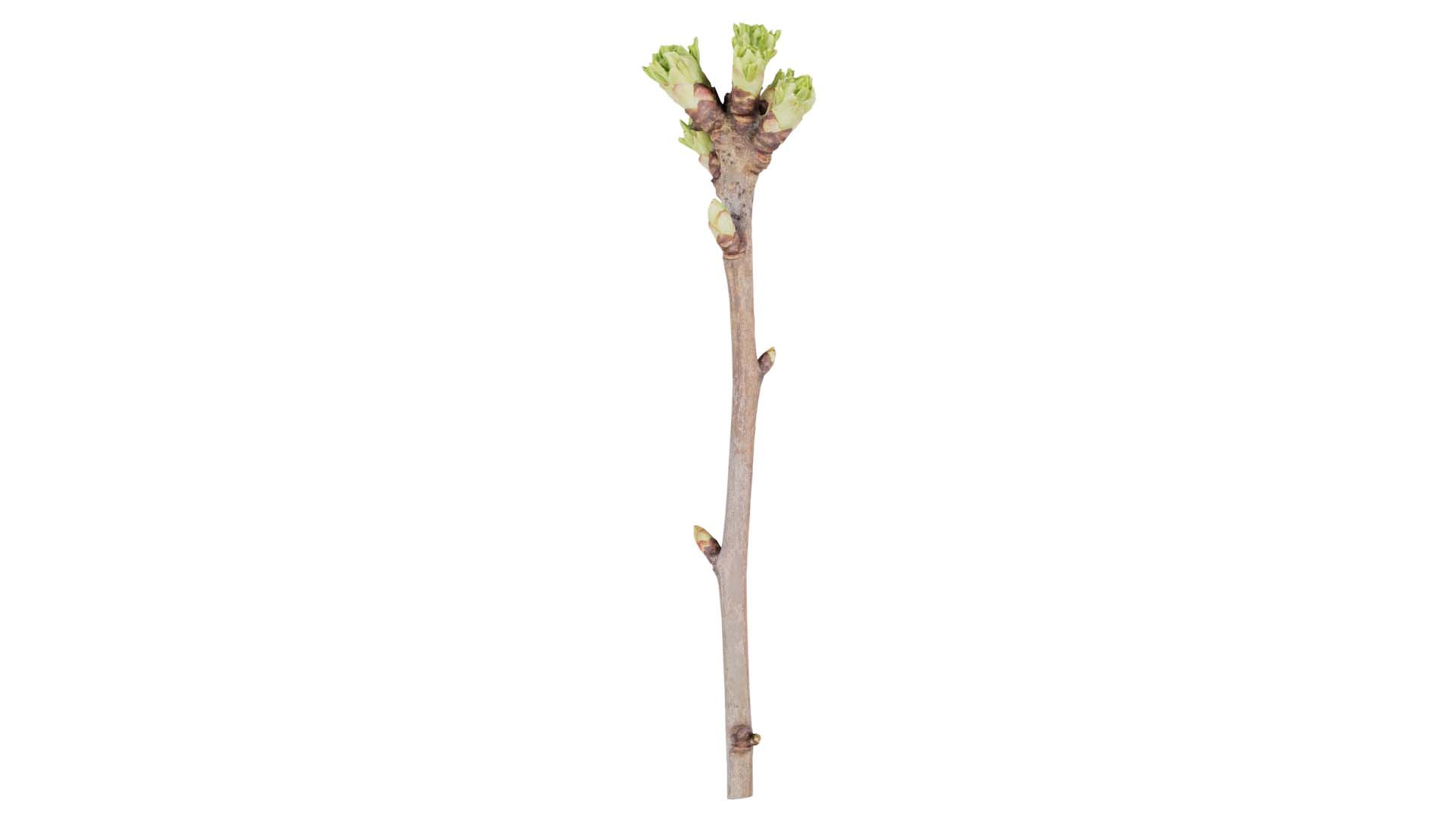 Syringa Vulgaris Common Lilac Oleaceae Sprout Remastered 3D Model ...