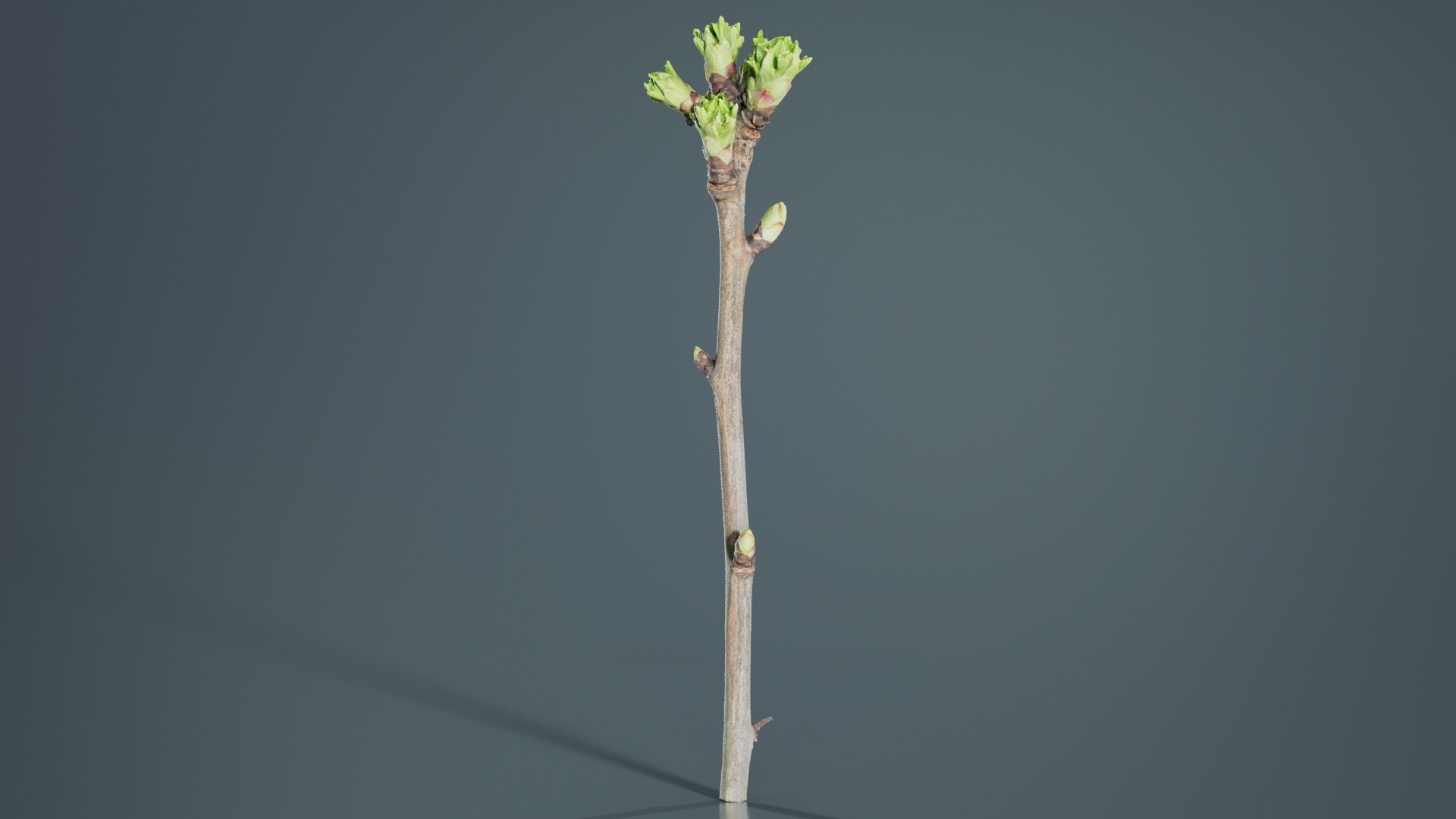 Syringa Vulgaris Common Lilac Oleaceae Sprout Remastered 3D Model ...