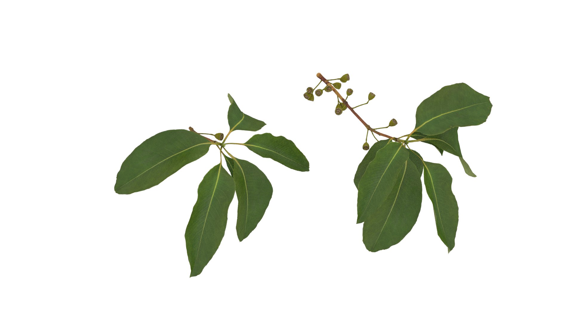 3D BrushBoxTwig Realistic Lush Green Tree Branch 3D Model - TurboSquid ...