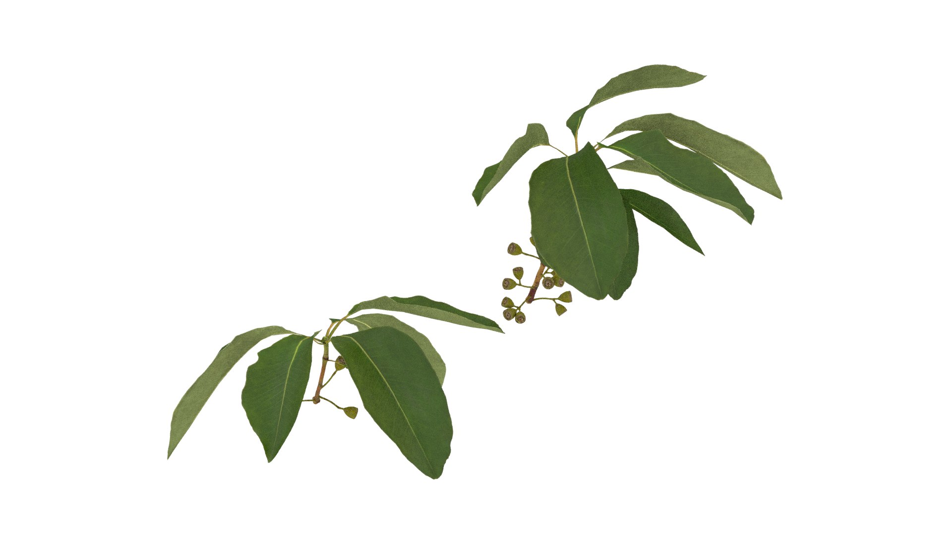 3D BrushBoxTwig Realistic Lush Green Tree Branch 3D Model - TurboSquid ...