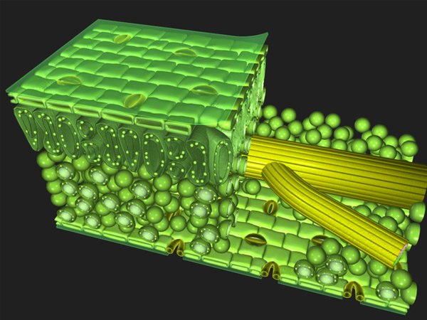 plant cell microstructure structure ma