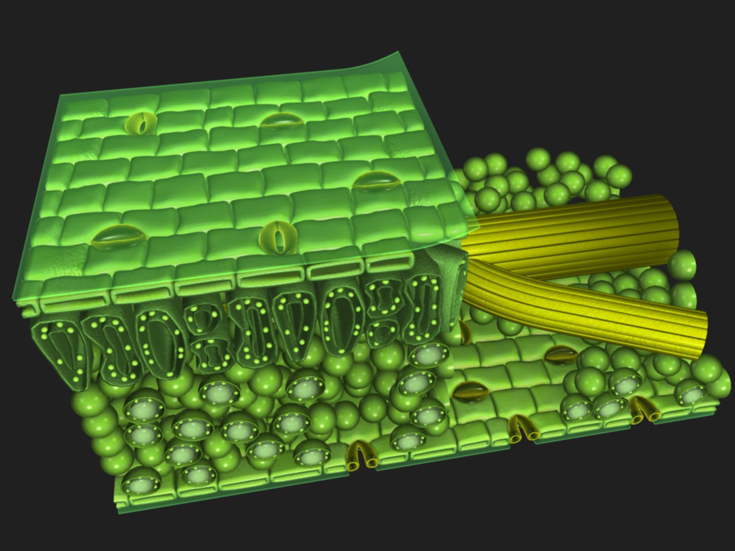 Leaf Section 3d Model