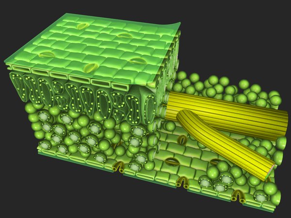 leaf section 3d model