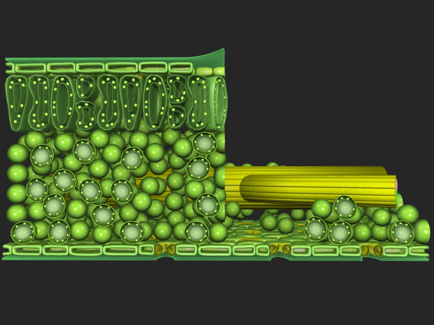 Leaf Section 3d Model