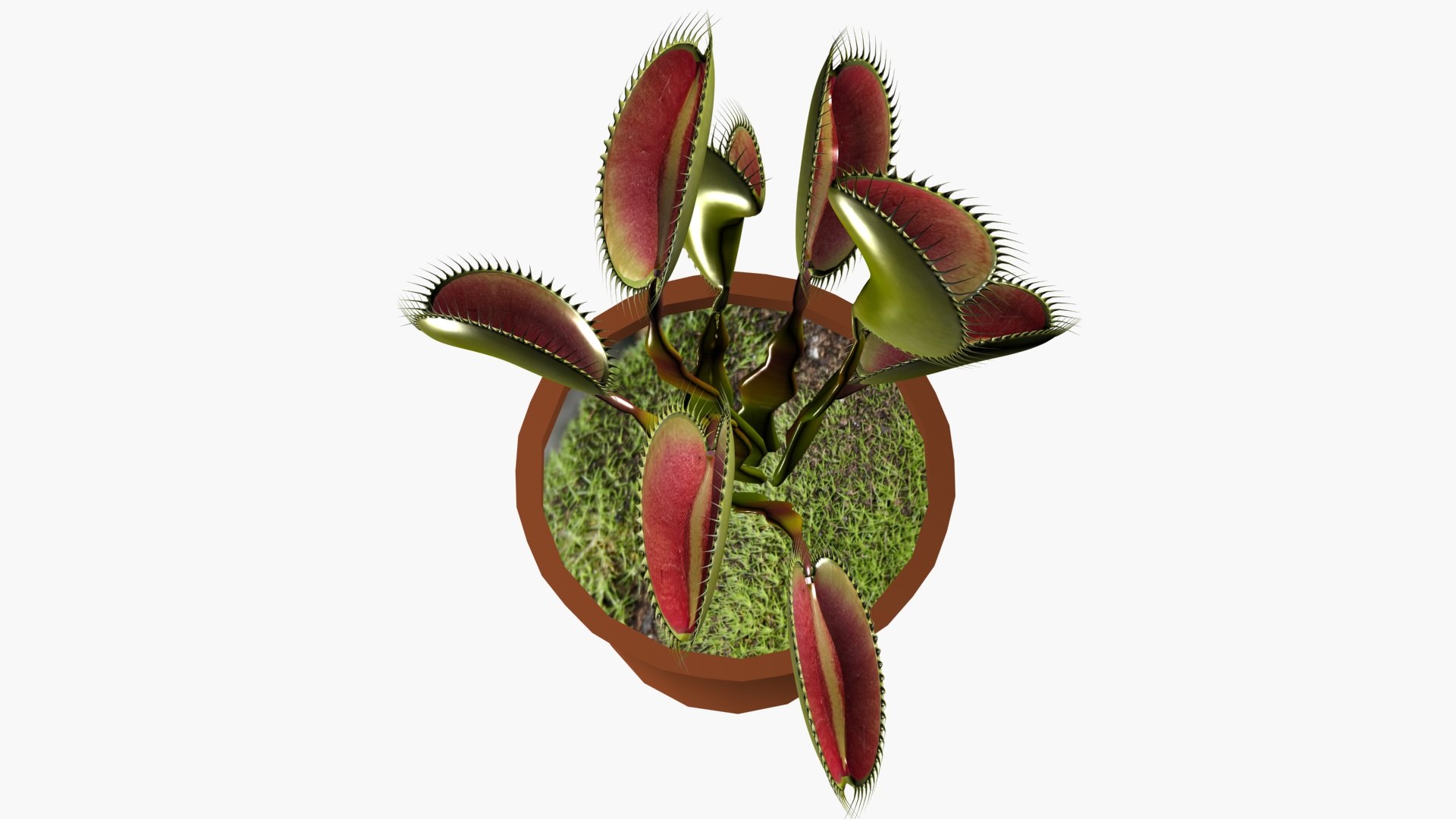 3D Model Venus Flytrap - TurboSquid 2224079