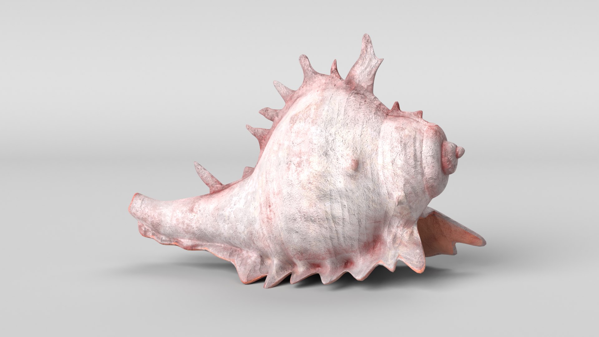 Seashell shell sea 3D model - TurboSquid 1665774
