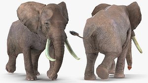 Free 3D Elephant Models | TurboSquid