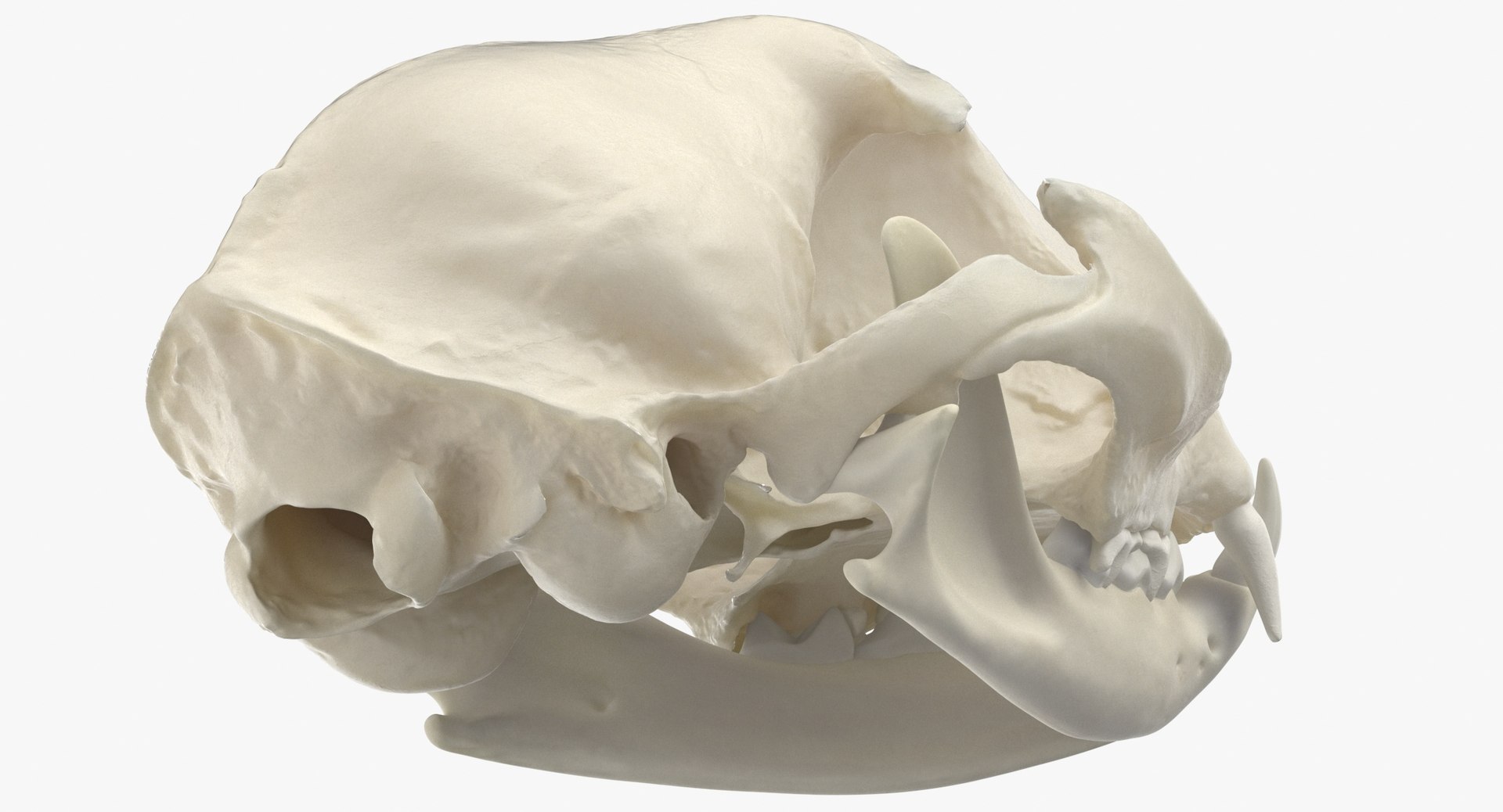 3D Domestic Cat Skull Jaw - TurboSquid 1598161